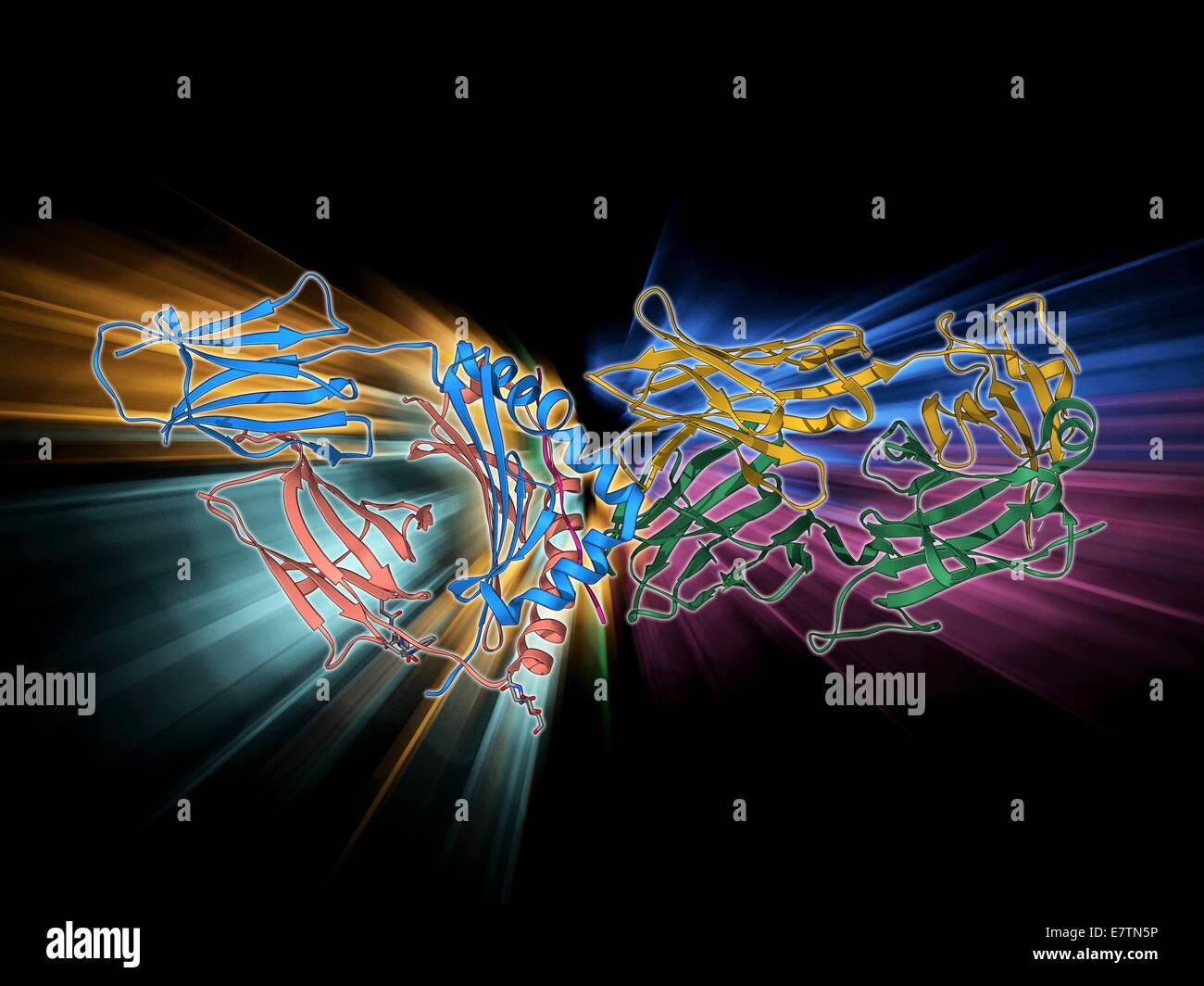 T cell receptor structure hi-res stock photography and images - Alamy