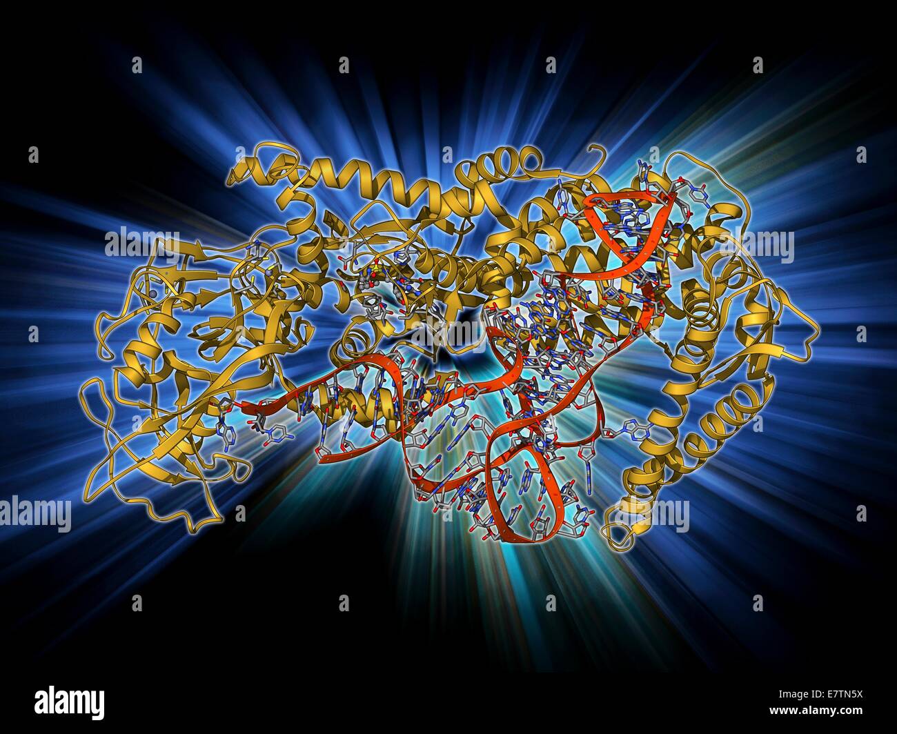 Trna hi-res stock photography and images - Alamy