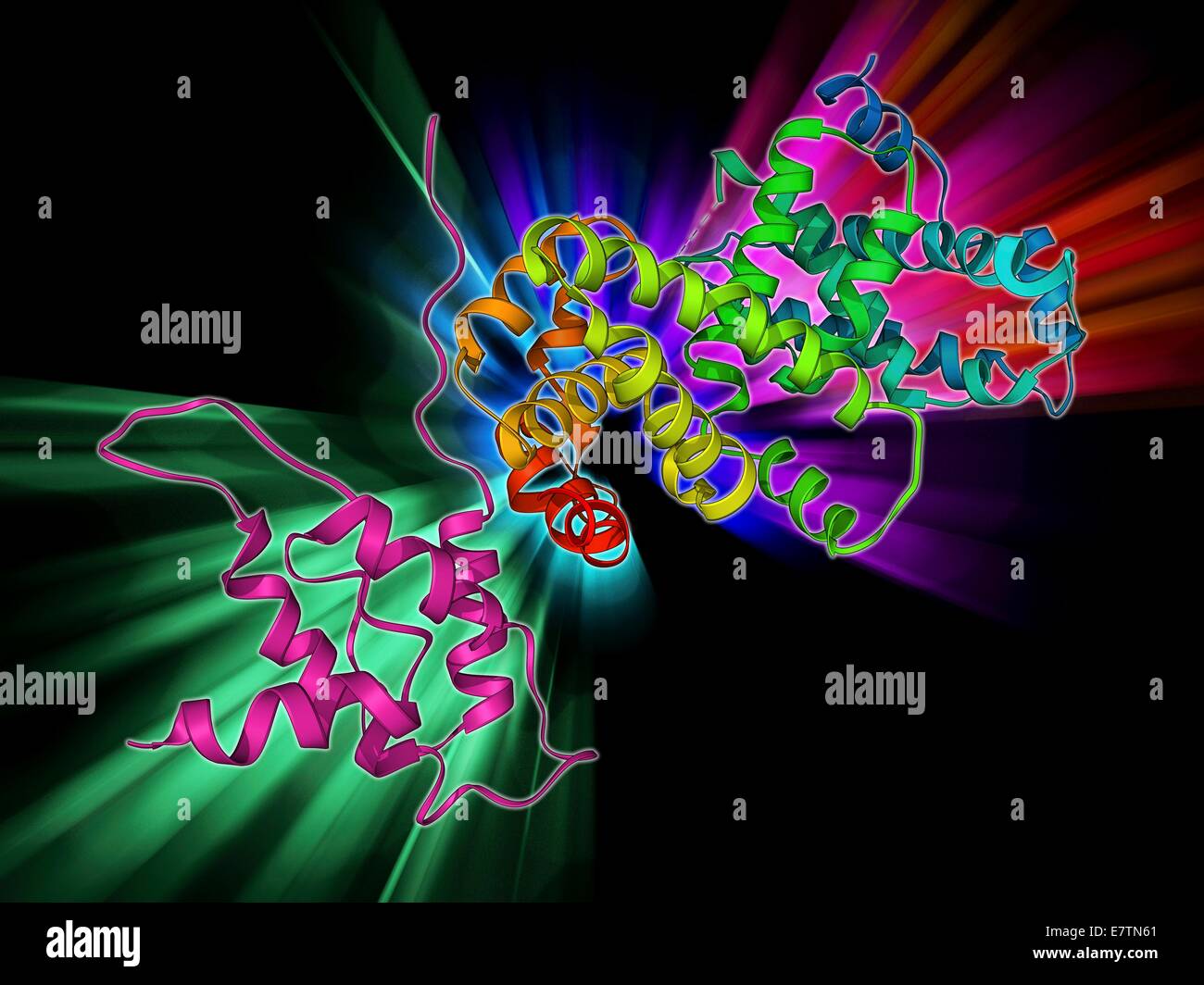 Viral life cycle hi-res stock photography and images - Alamy