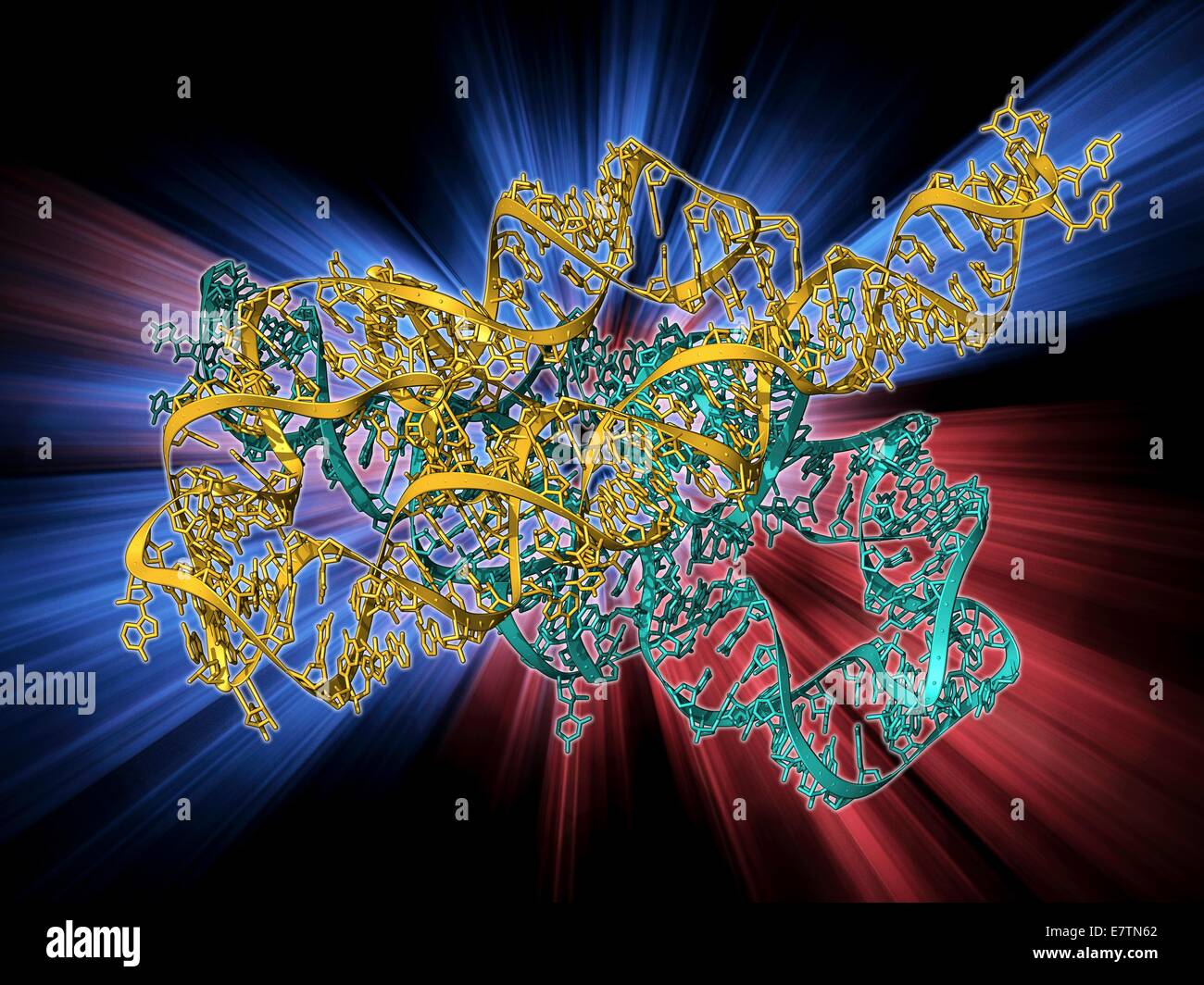 Ribozyme enzyme and RNA, molecular model. Ribozymes are RNA ...