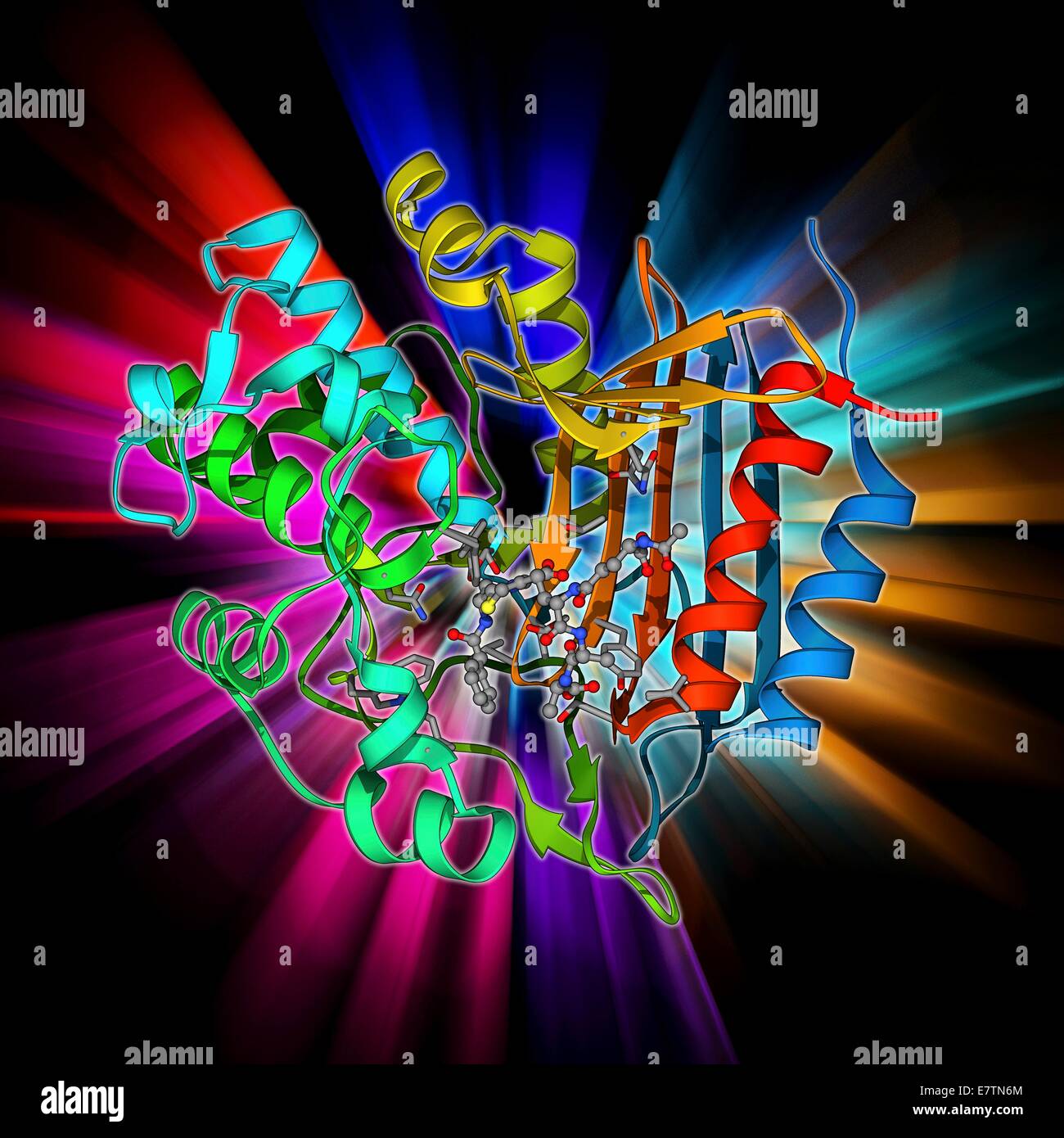 Bacterial cell wall enzyme. Molecular model of D-alanyl-D-alanine ...