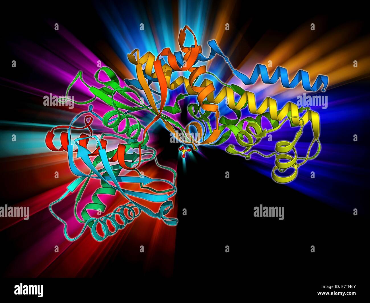 Hexokinase, molecular model. This enzyme promotes the conversion ...