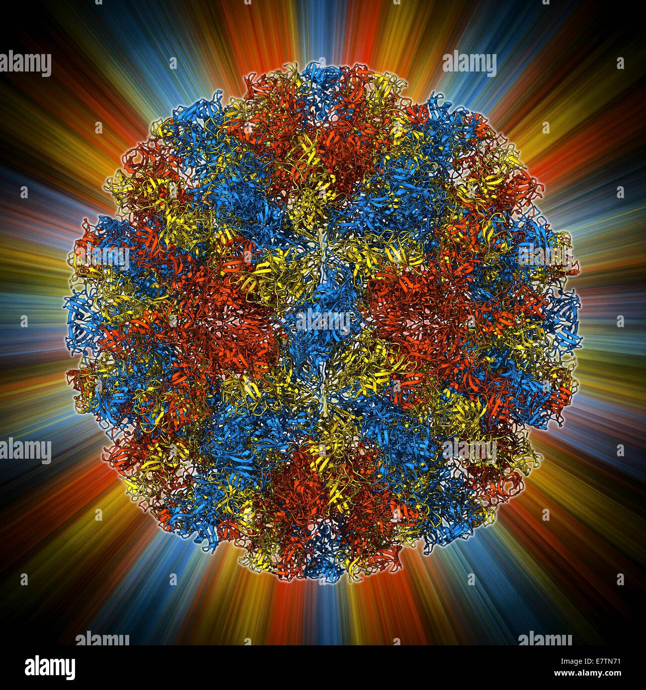 Norwalk virus capsid, molecular model. This norovirus, which causes a ... Norwalk virus capsid, molecular model. This norovirus, which causes a ...