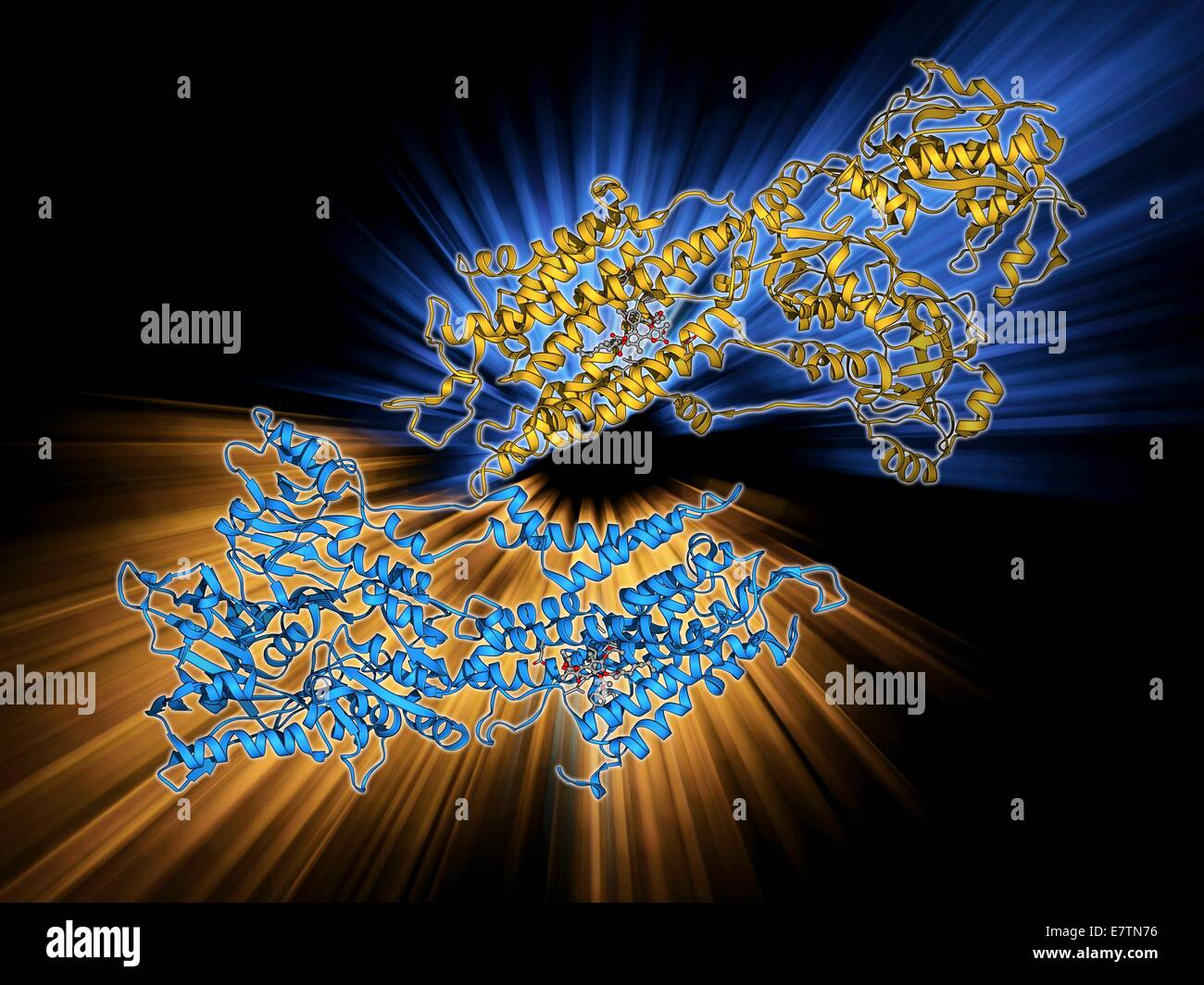 Calcium pumping ATPase enzyme. Molecular model of the ATPase enzyme ...