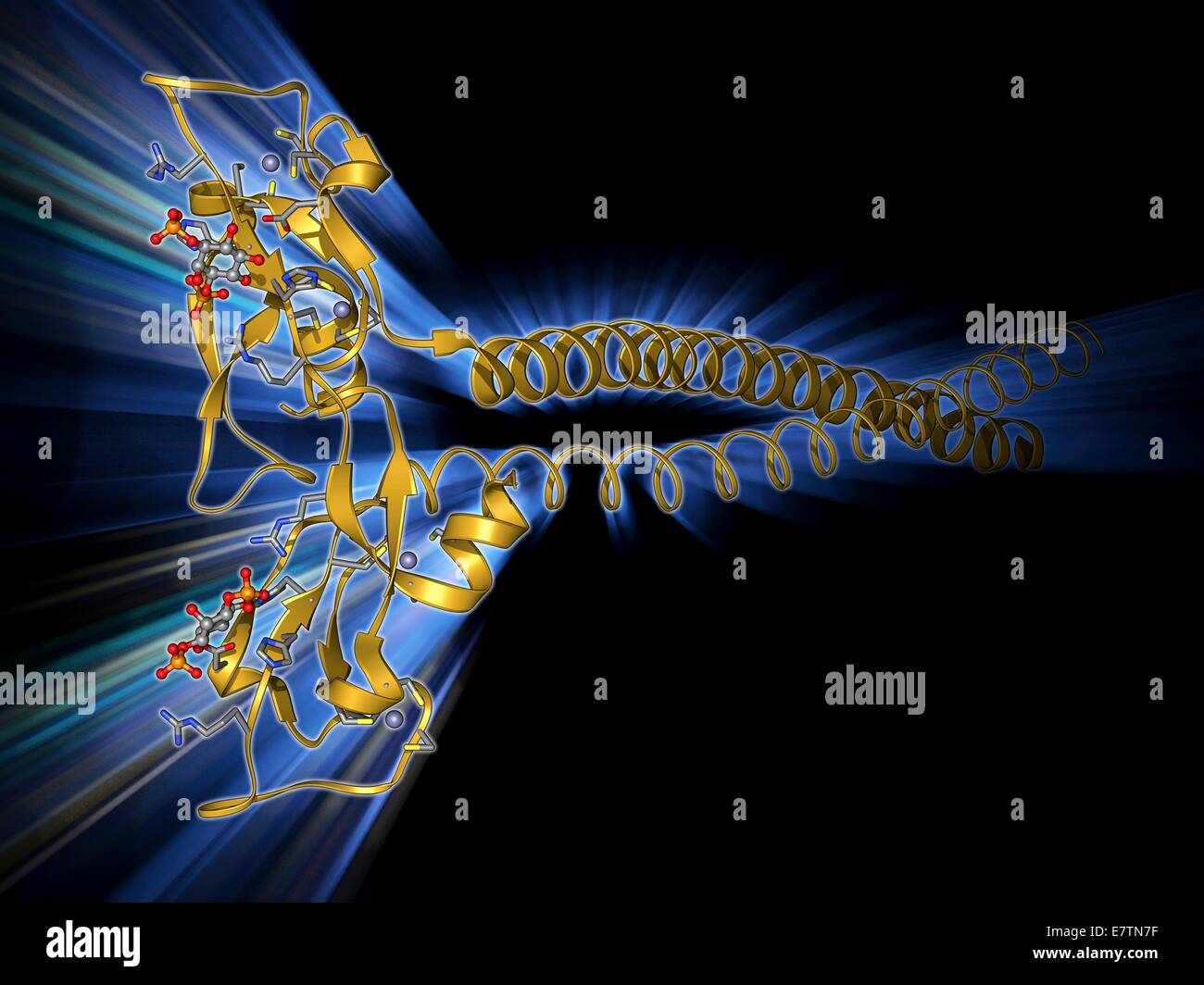 Endosomes hi-res stock photography and images - Alamy