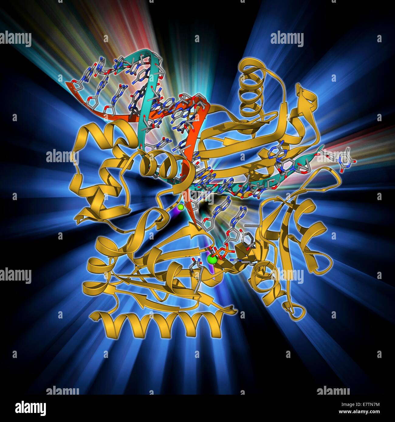 polymerase IV with DNA. Molecular model of DNA polymerase IV (beige ...