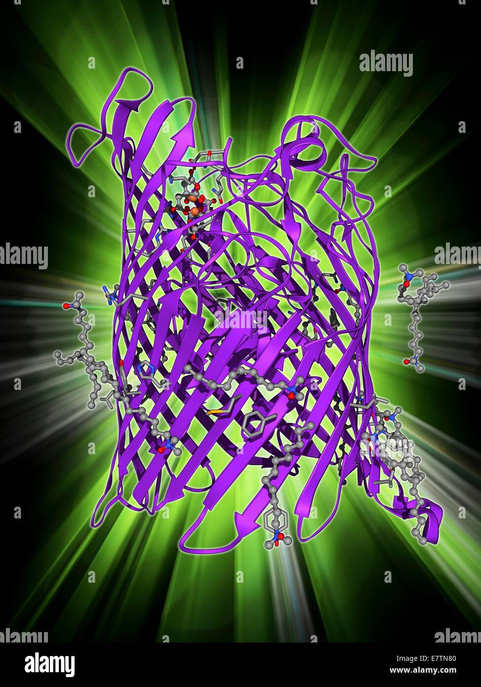 Outer membrane receptor protein. Molecular model of FecA an outer ...
