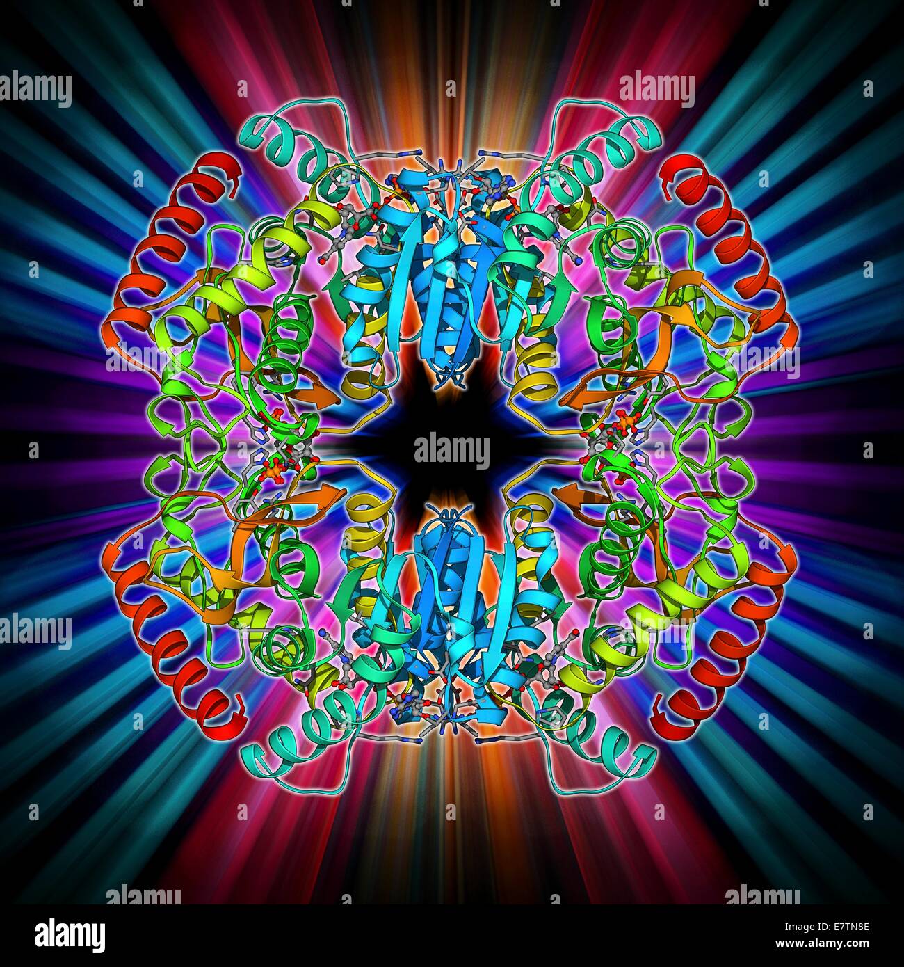 Lactate dehydrogenase enzyme, molecular model. This enzyme converts ...
