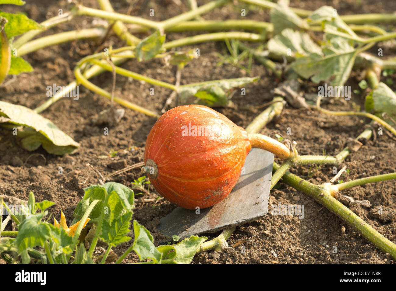 Ripe bright orange pumpkin squash raised on slate to protect from ...