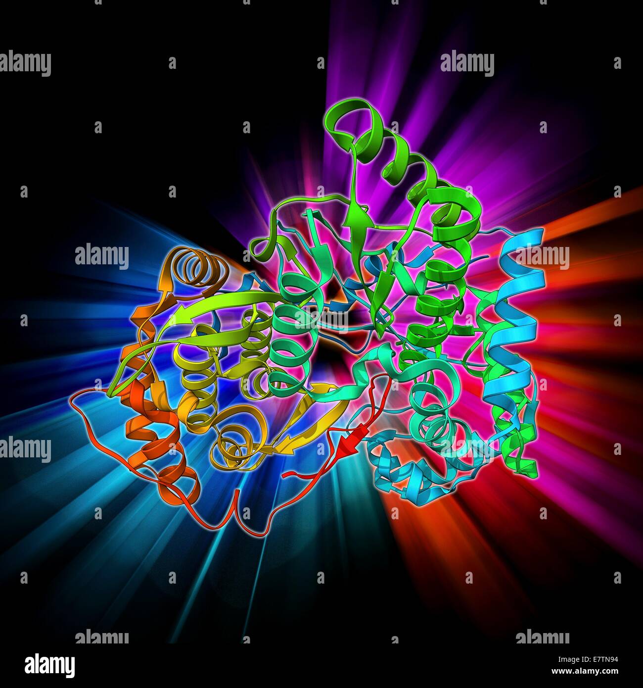 Hepatitis C polymerase enzyme, molecular model. This protein is the ...