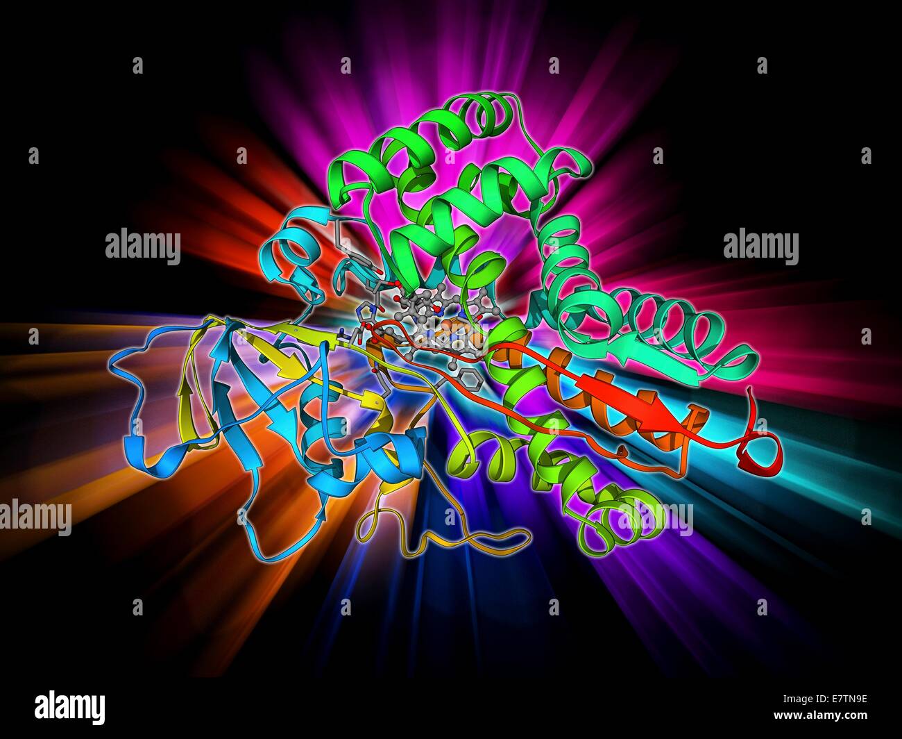 Cytochrome P450. Molecular model of cytochrome P450 complexed with its ...