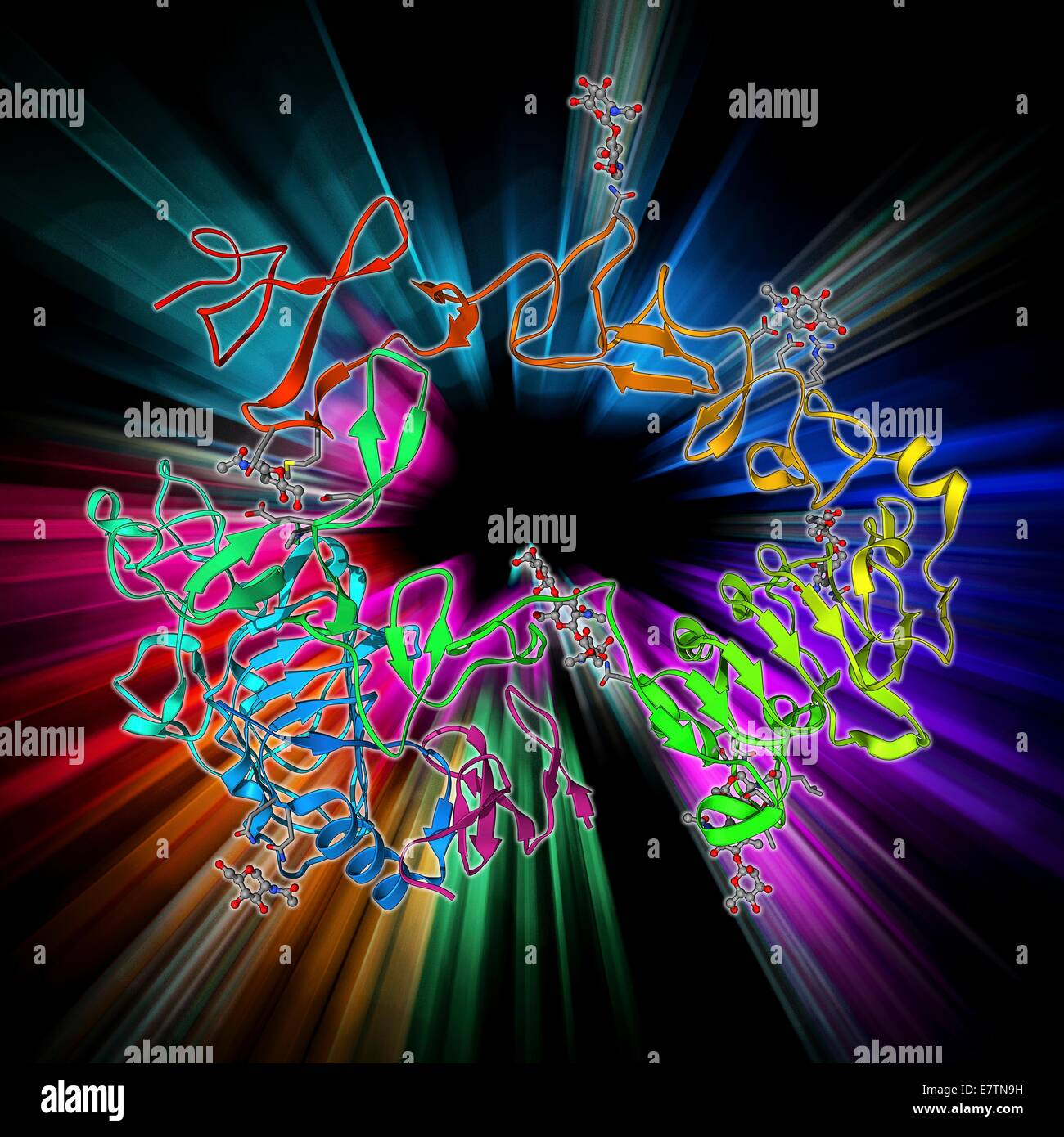 Epidermal growth factor molecule. Molecular model of epidermal growth ...