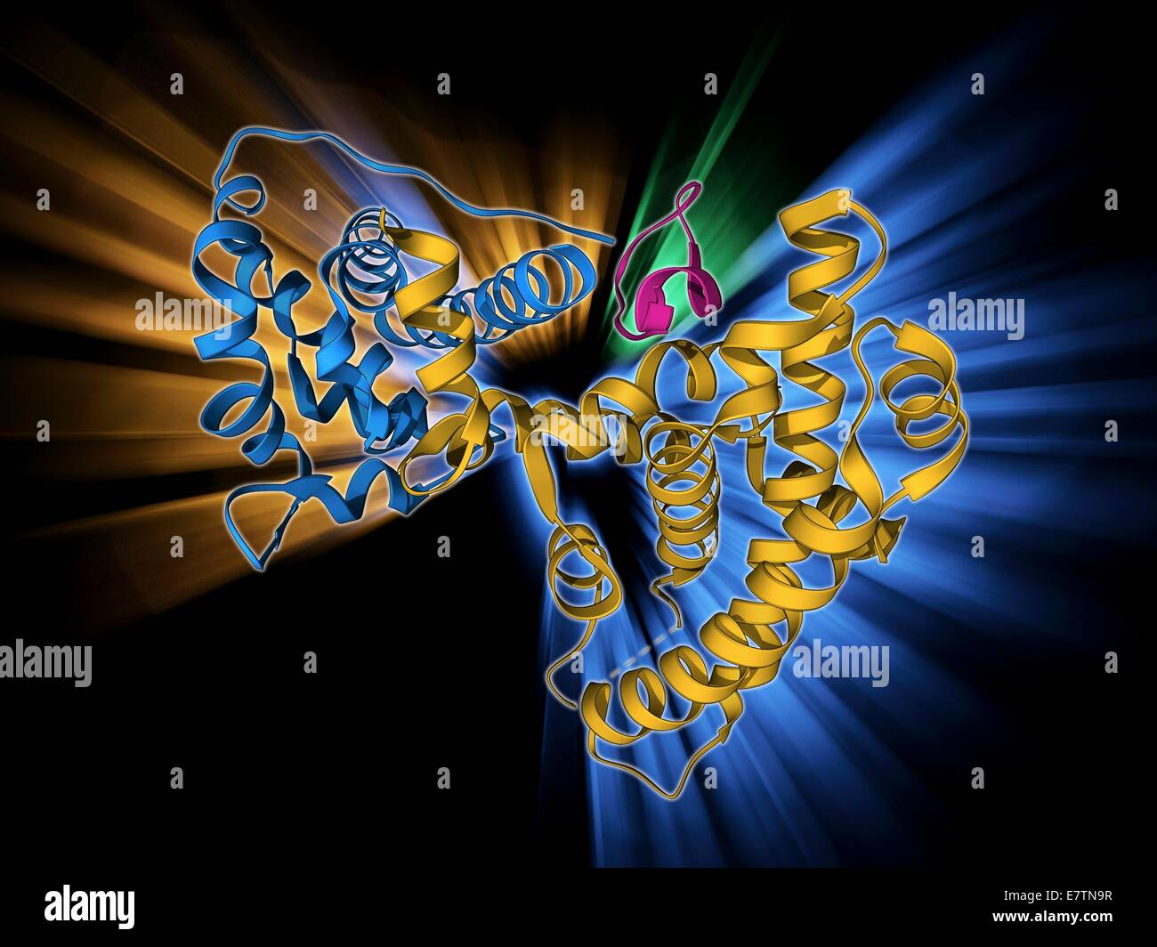 Retinoblastoma Protein Structure