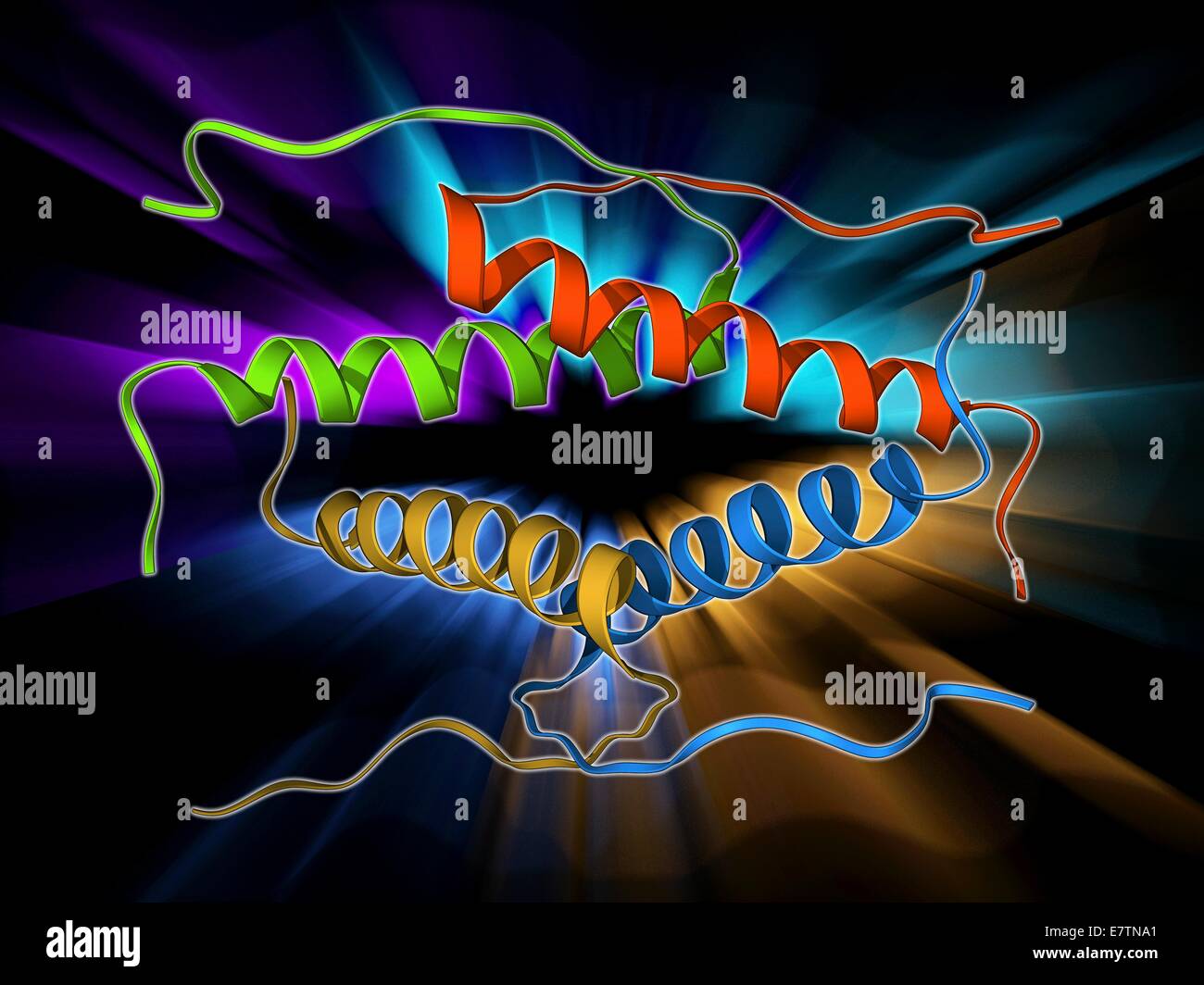 Tumour suppressor protein, molecular model. P53 prevents the ...
