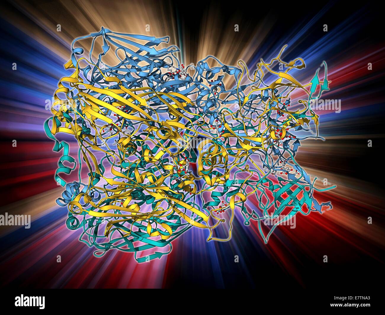 Adenovirus hexon protein, molecular model. Hexon proteins are part of ...