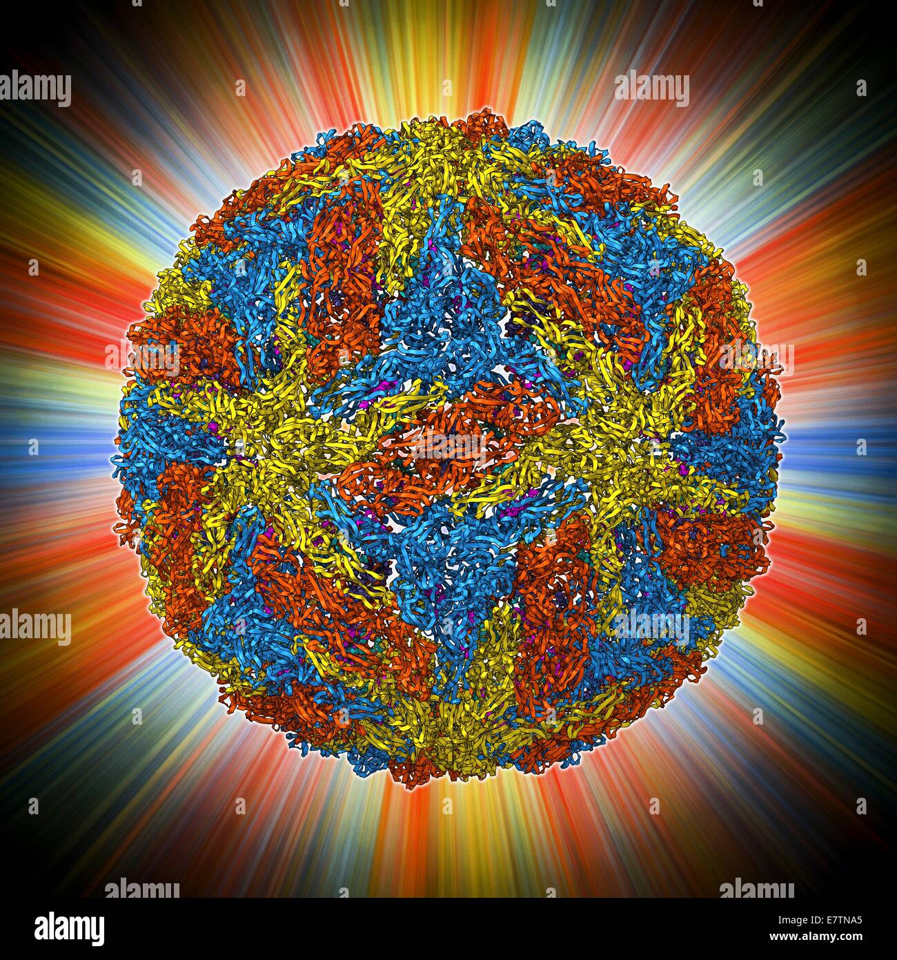 Capsomeredengue hi-res stock photography and images - Alamy