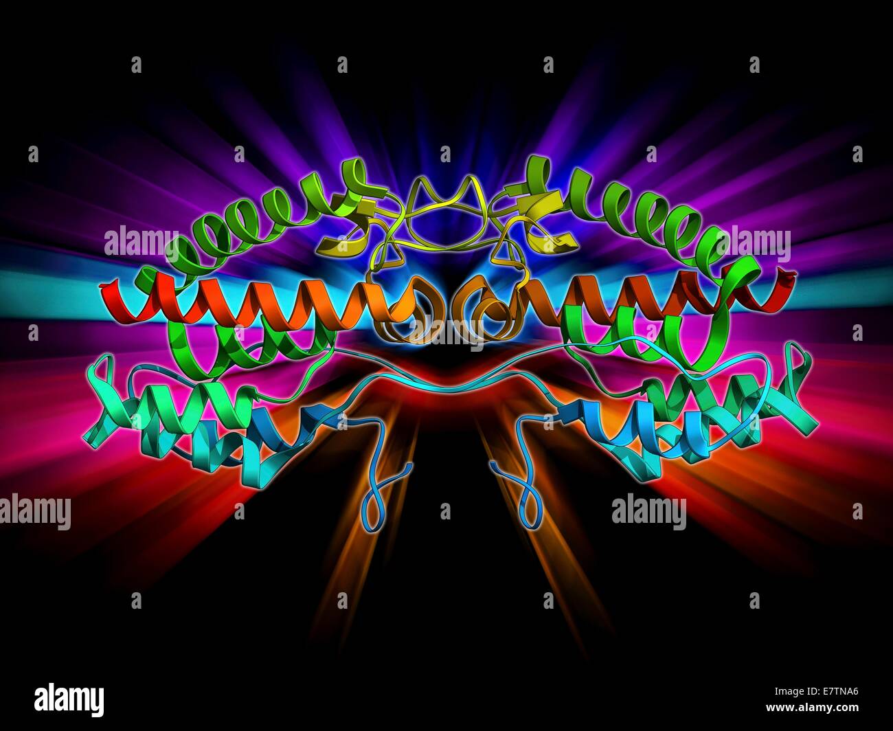 Rous sarcoma virus capsid protein. Molecular model of the N-terminal ...