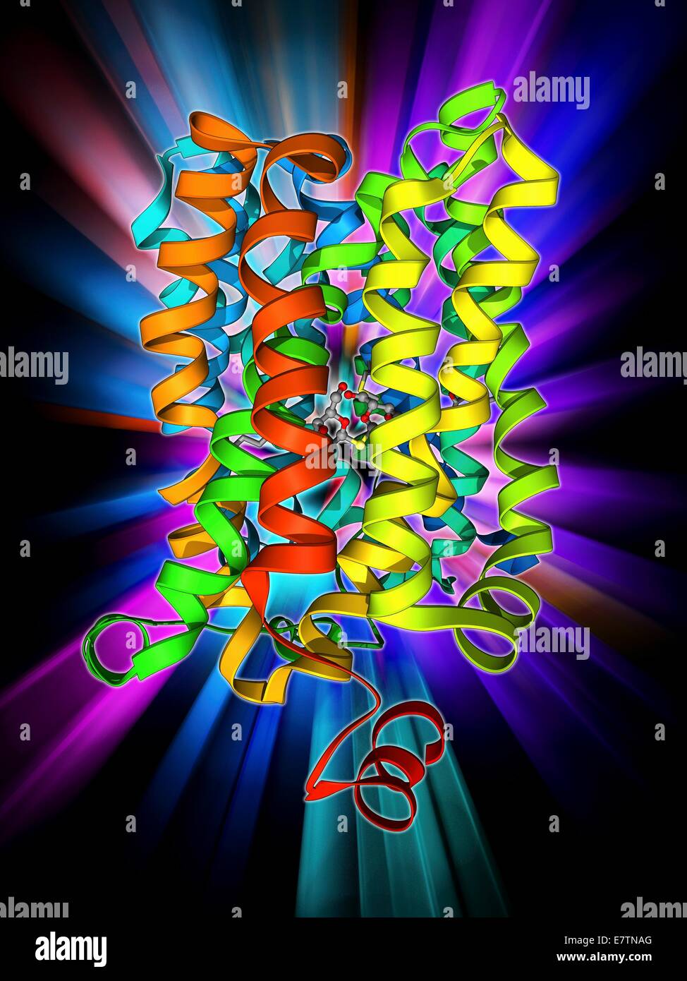 Lactose transporter protein. Molecular model of the transmembrane ...