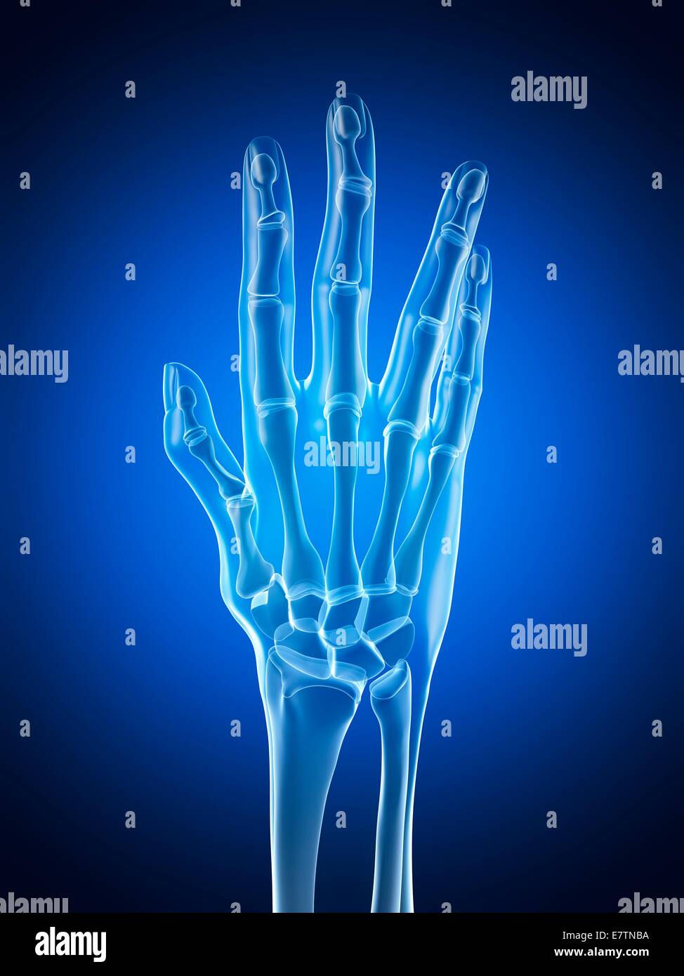 Human hand anatomy, computer artwork Stock Photo - Alamy