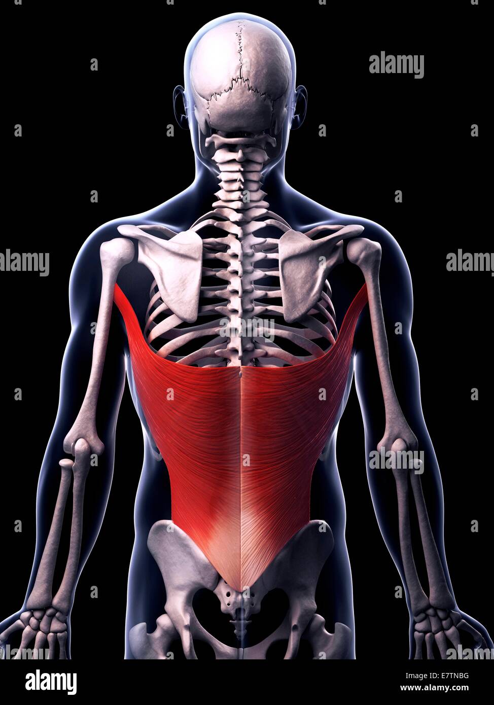 Human back muscles, computer artwork Stock Photo - Alamy