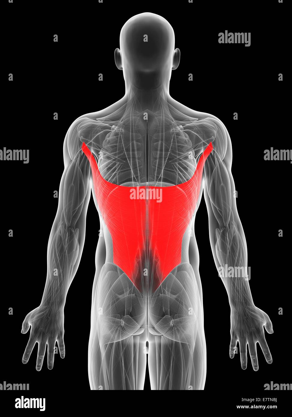 Human back muscles, computer artwork Stock Photo - Alamy