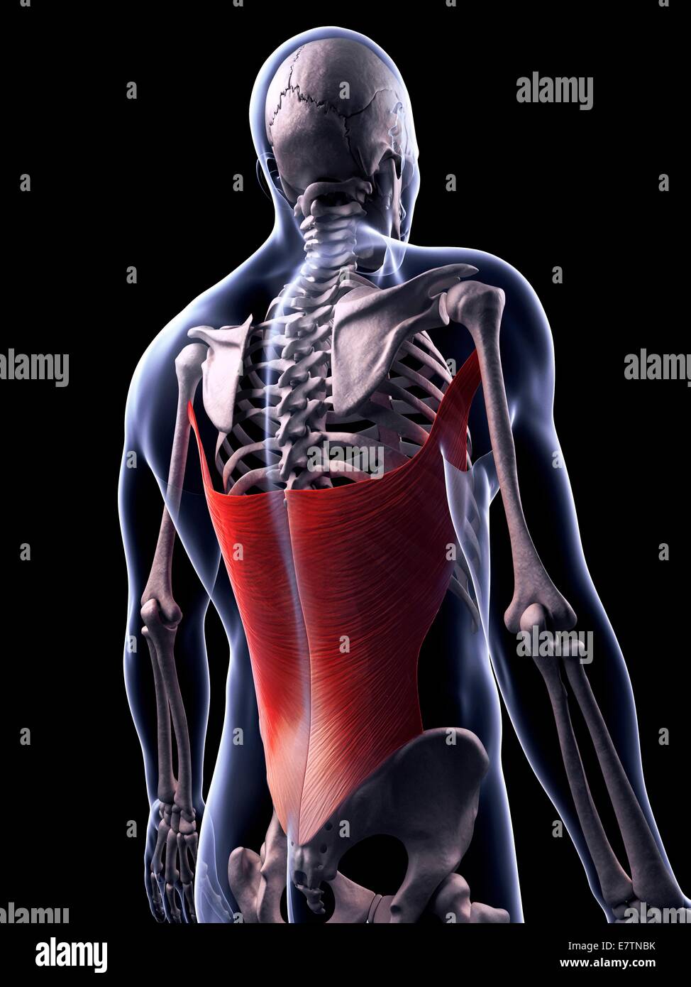 Human back muscles, computer artwork Stock Photo - Alamy