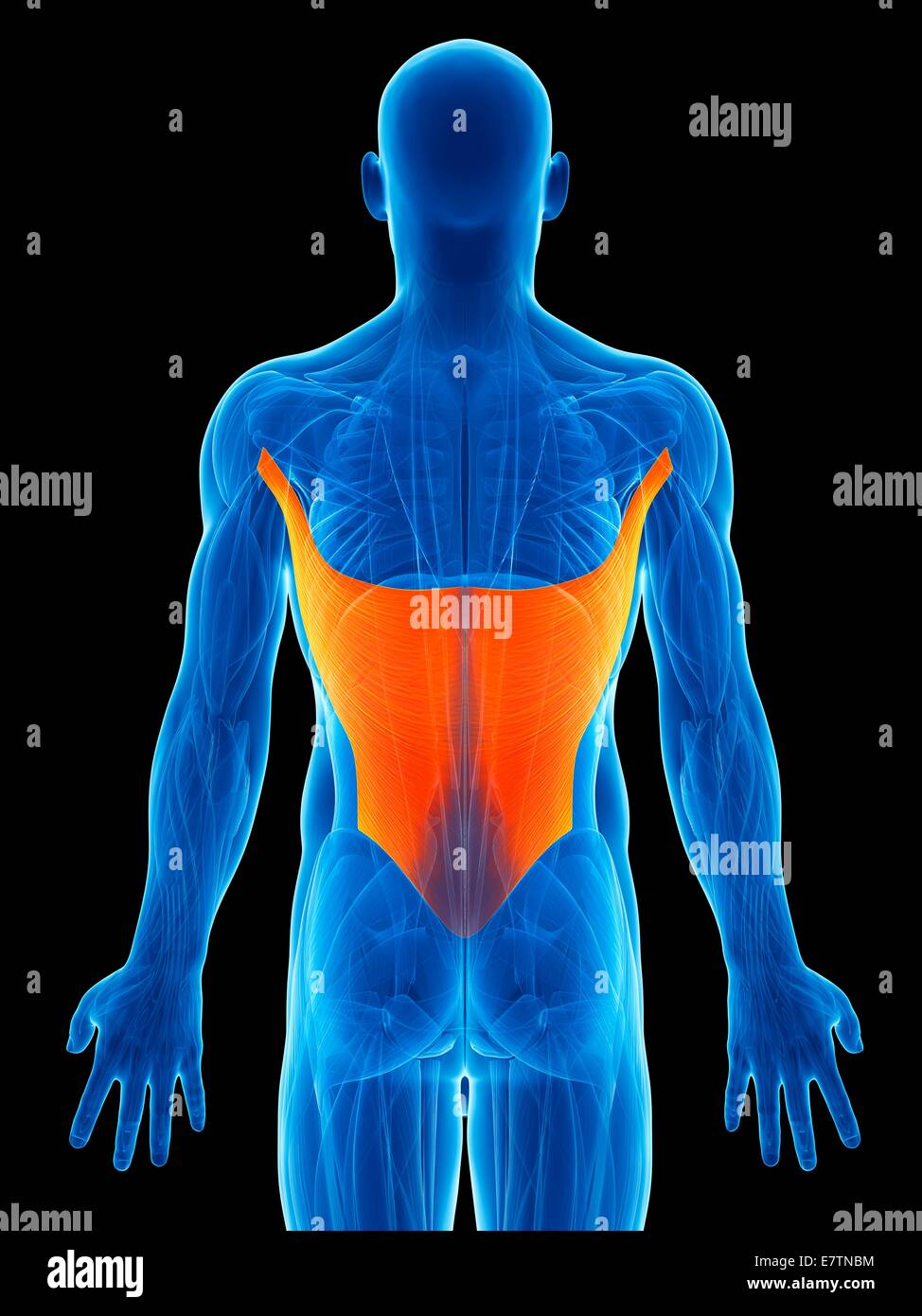 Human back muscles, computer artwork Stock Photo - Alamy