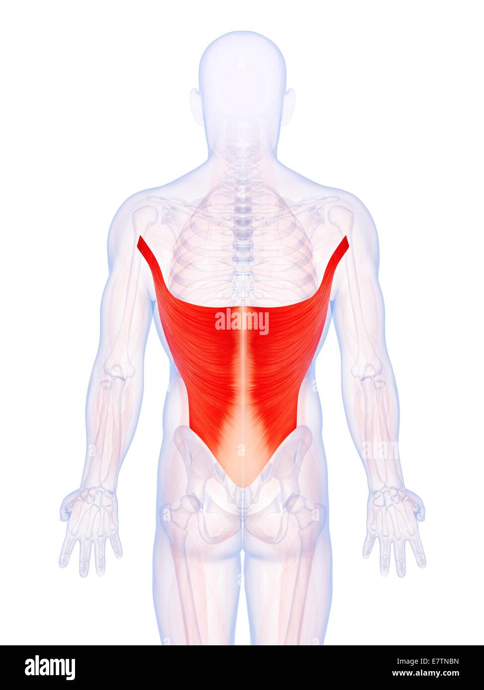 Human back muscles, computer artwork Stock Photo - Alamy