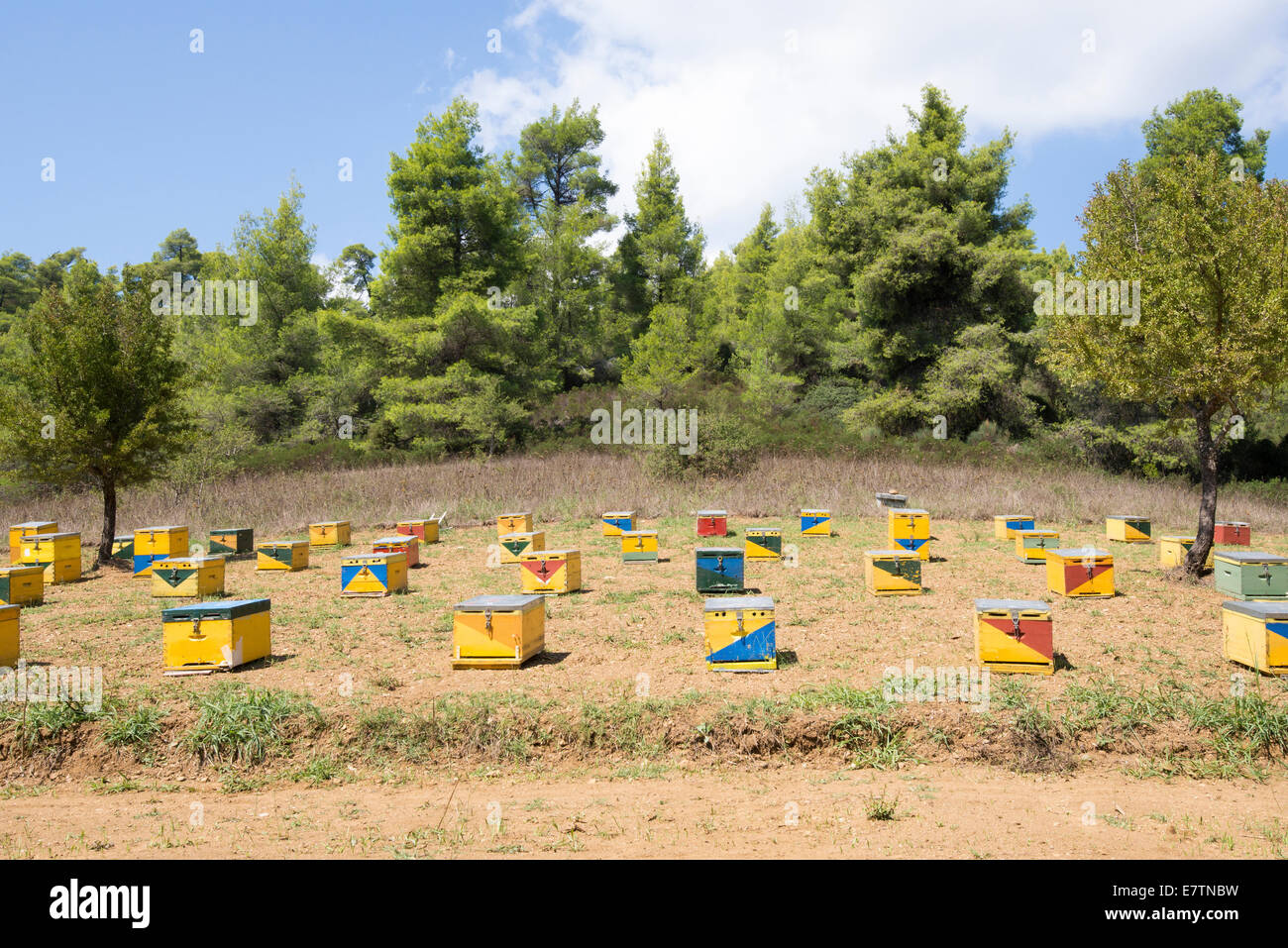 Bee hives in the countryside Stock Photo - Alamy