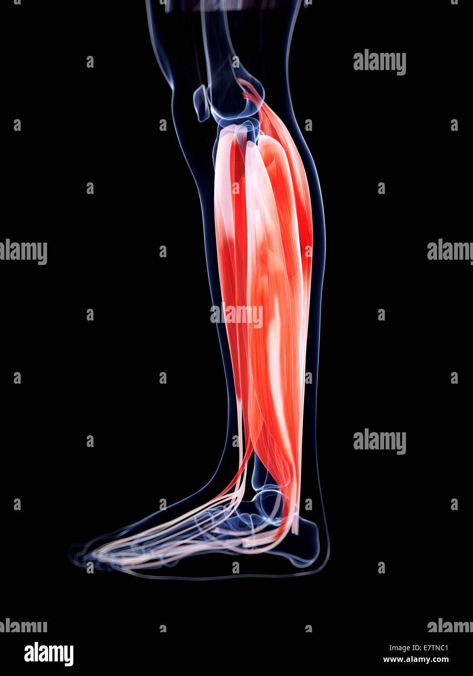 Calf Muscles Stock Photos & Calf Muscles Stock Images - Alamy