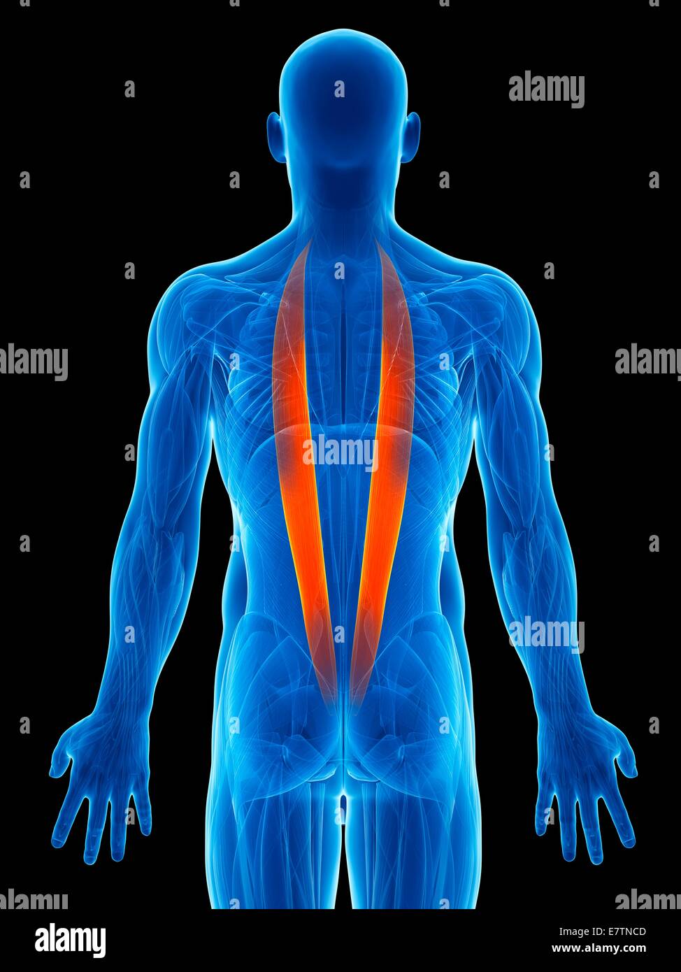 Back muscles hi-res stock photography and images - Alamy