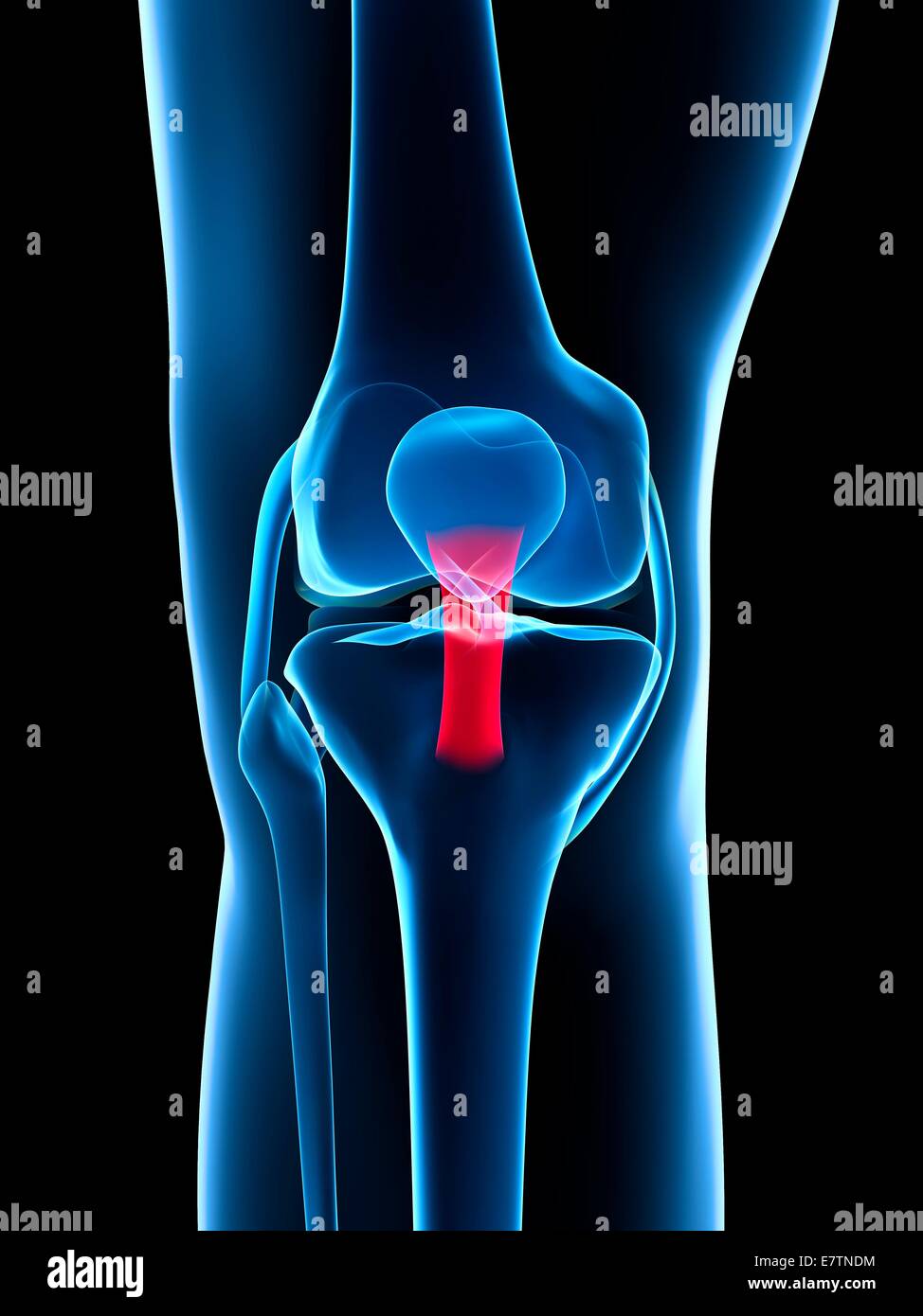Ligaments of the human knee hi-res stock photography and images - Alamy