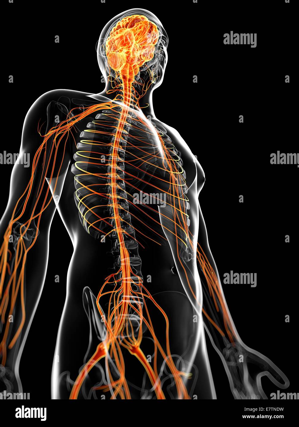 Human nervous system, computer artwork Stock Photo - Alamy