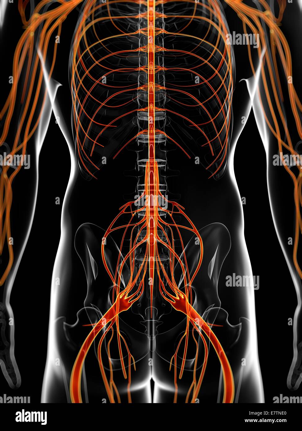 Human nervous system, computer artwork Stock Photo - Alamy