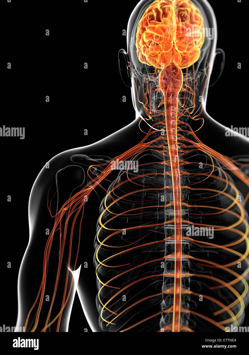 Human nervous system, computer artwork Stock Photo - Alamy