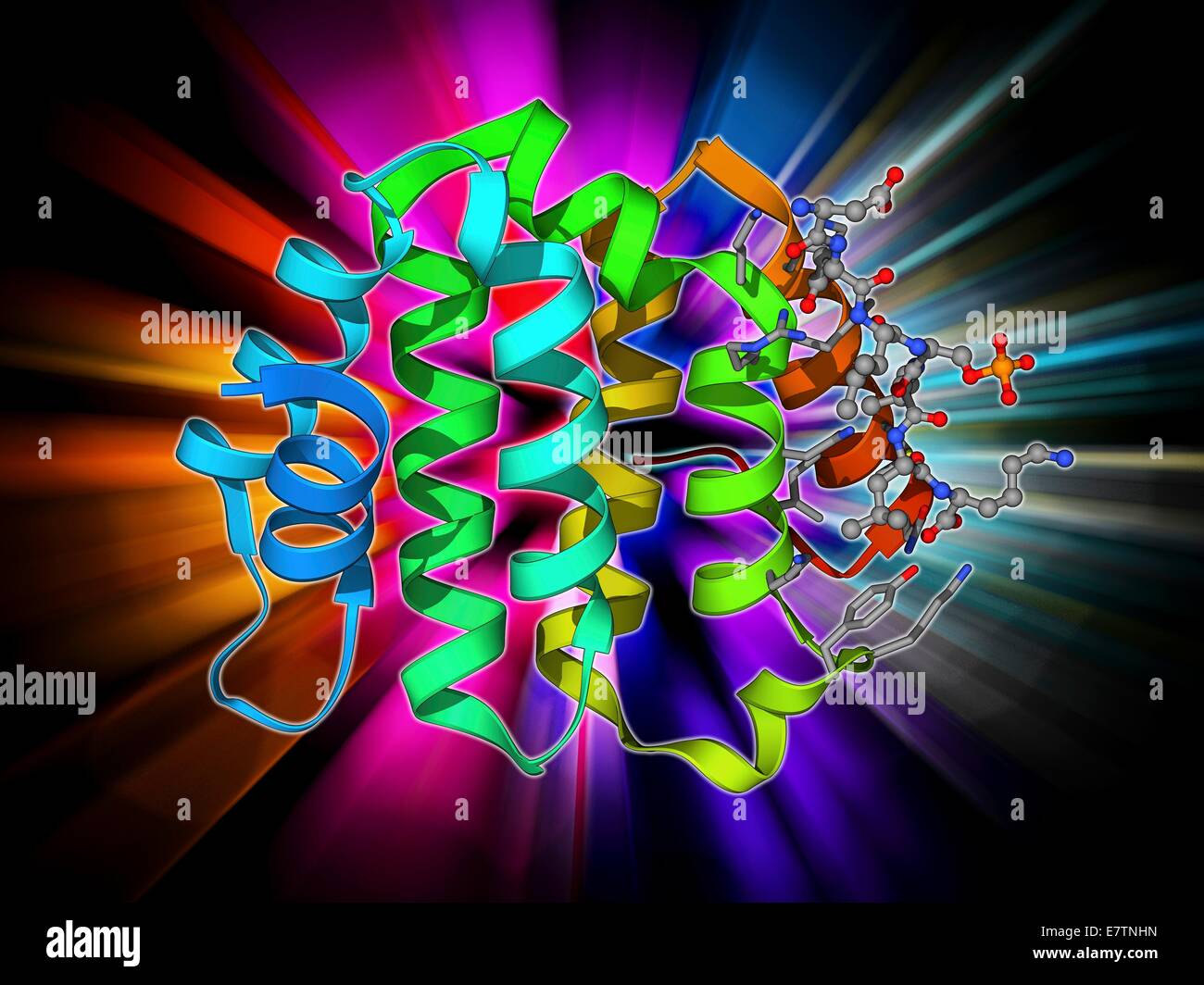 Beta secretase enzyme. Molecular model of the enzyme beta secretase ...