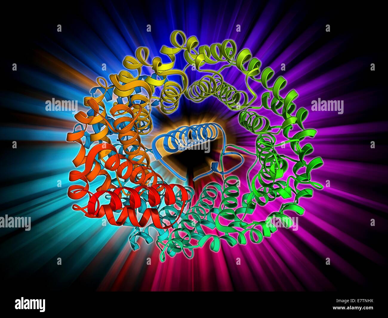 Importin heterodimer protein. Molecular model showing the importin ...