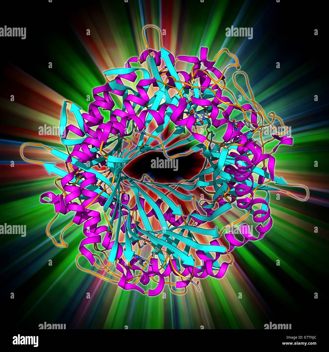 Uricase, molecular model. This enzyme, also known as urate oxidase ...