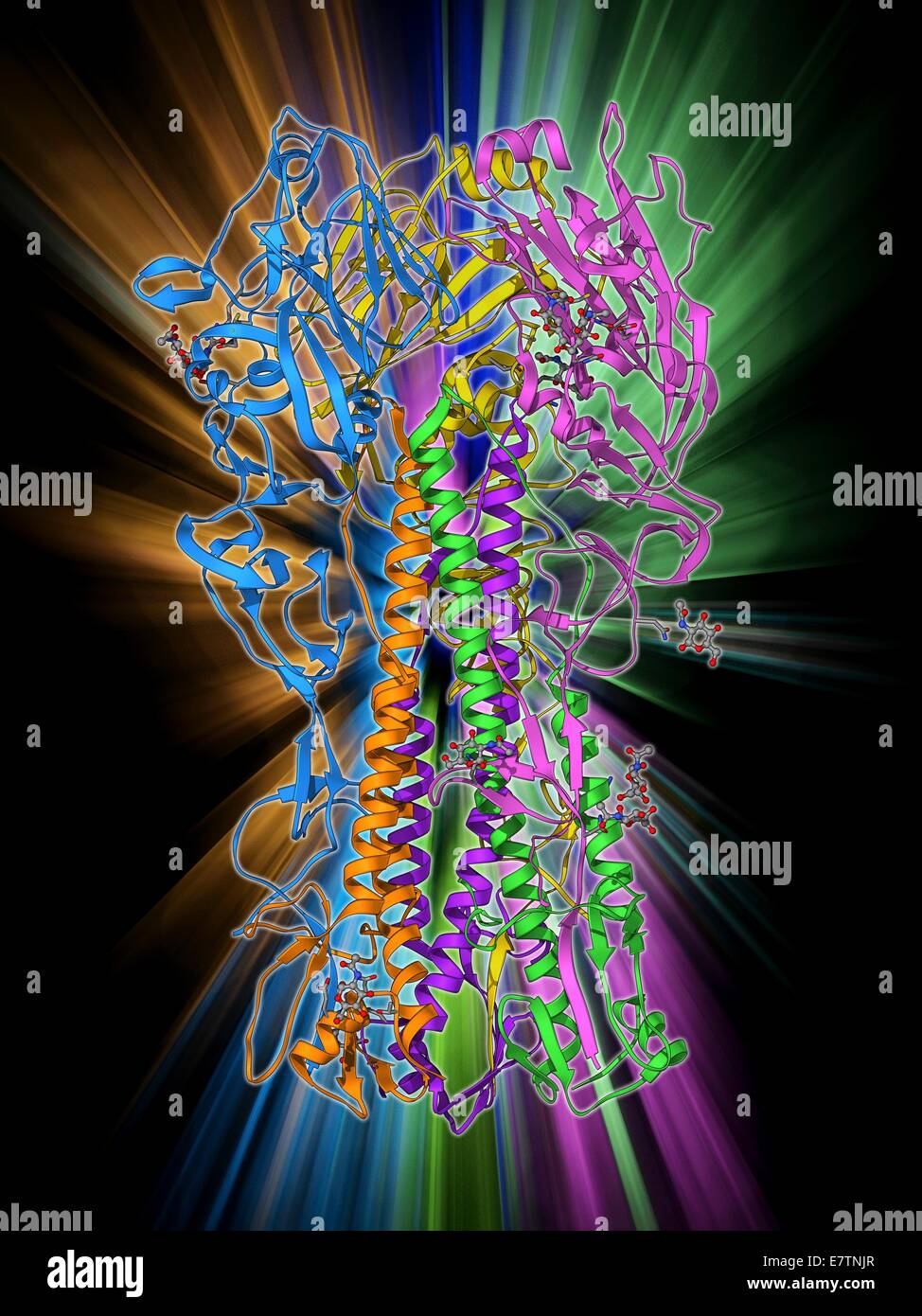 Haemagglutinin 1 protein, molecular model. This protein is from the ...