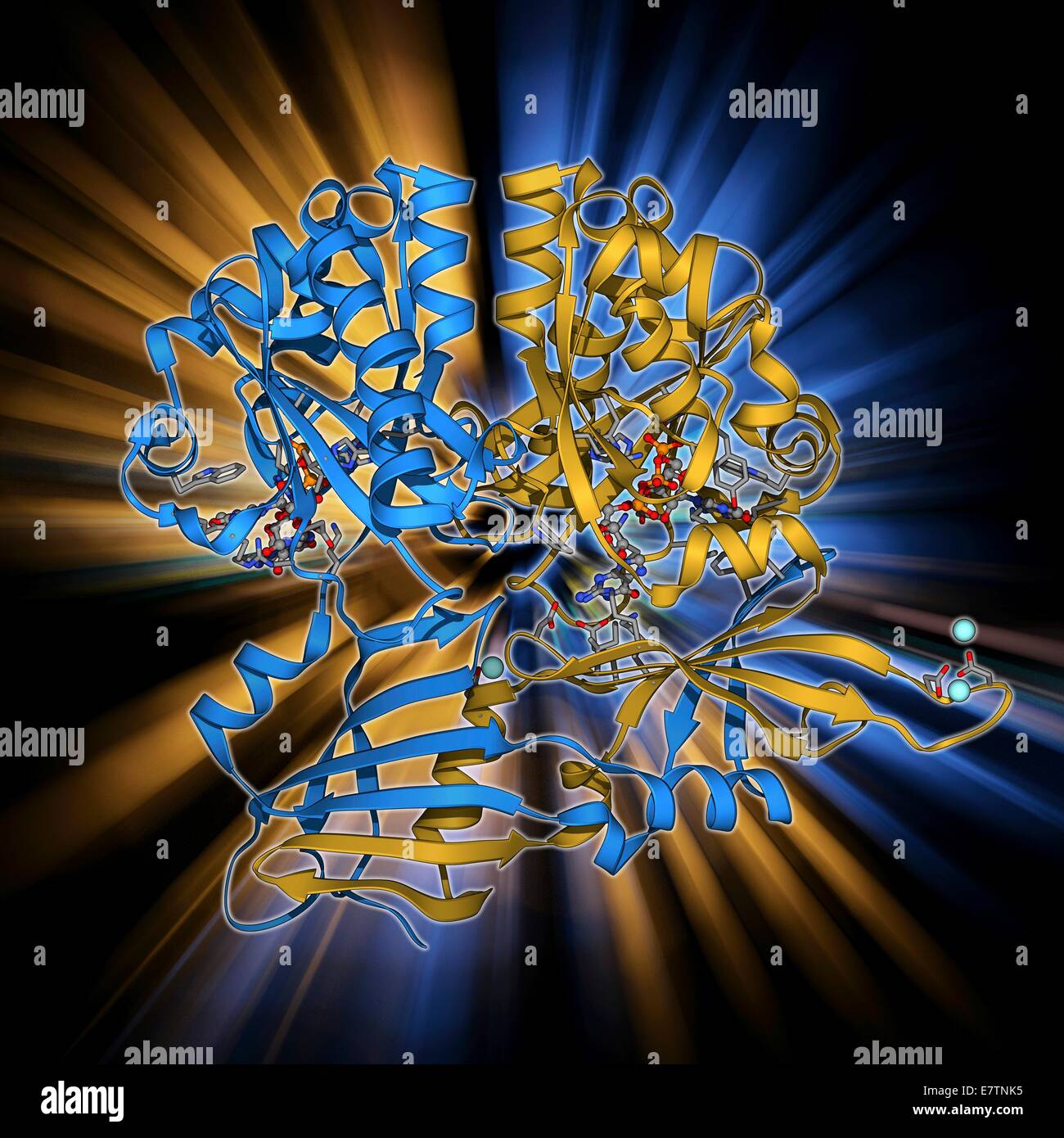 Scavenger mRNA-decapping enzyme, molecular model. This enzyme ...