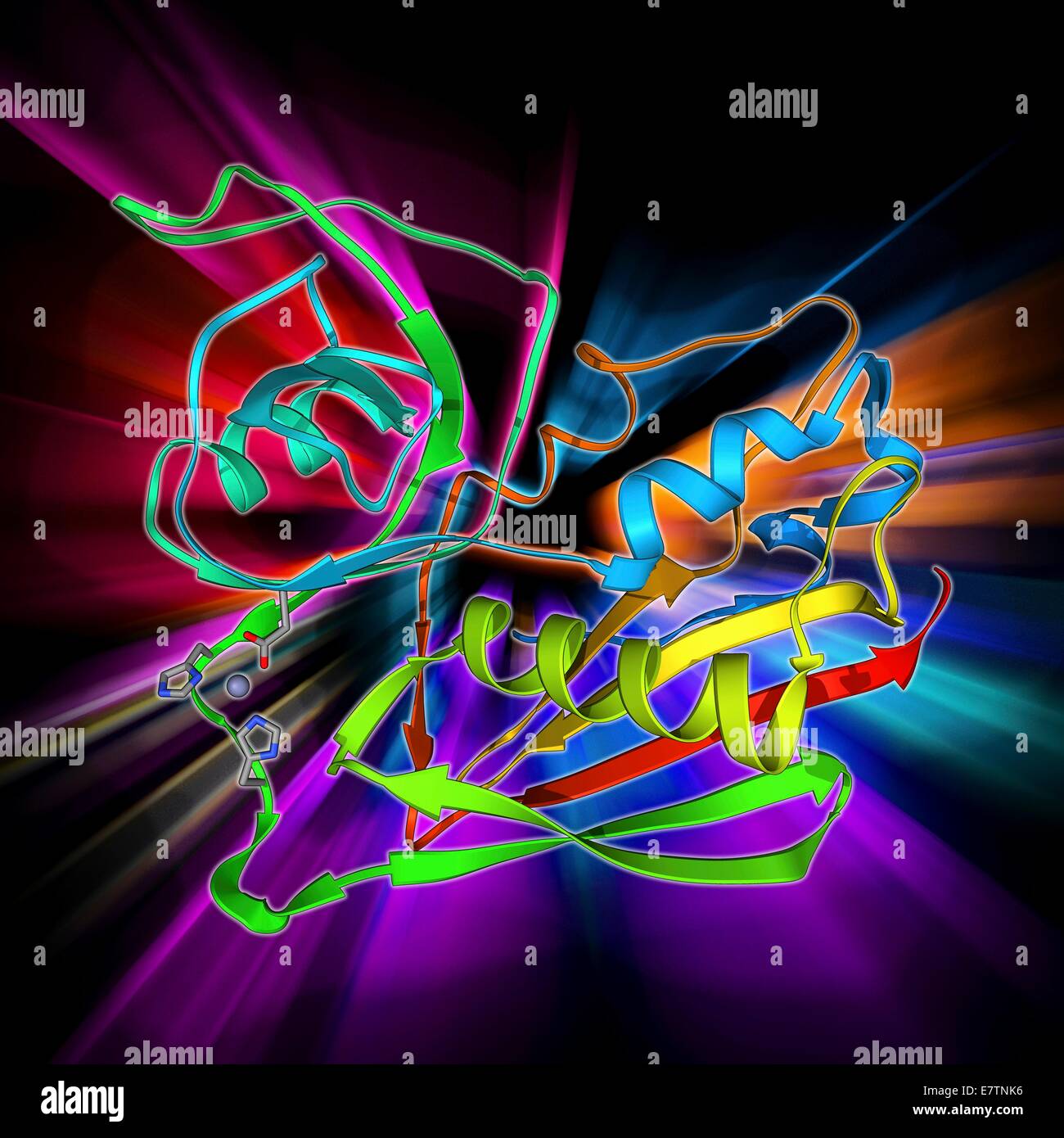 Staphylococcal enterotoxin C2. Molecular model of the C2 enterotoxin ...
