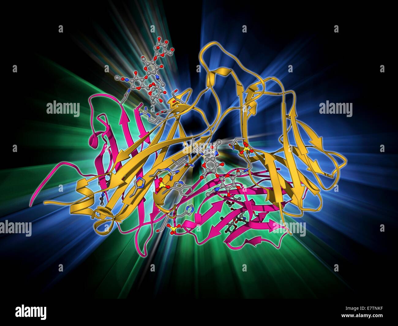 T cell receptor. Molecular model of an alpha T cell receptor. T cell ...
