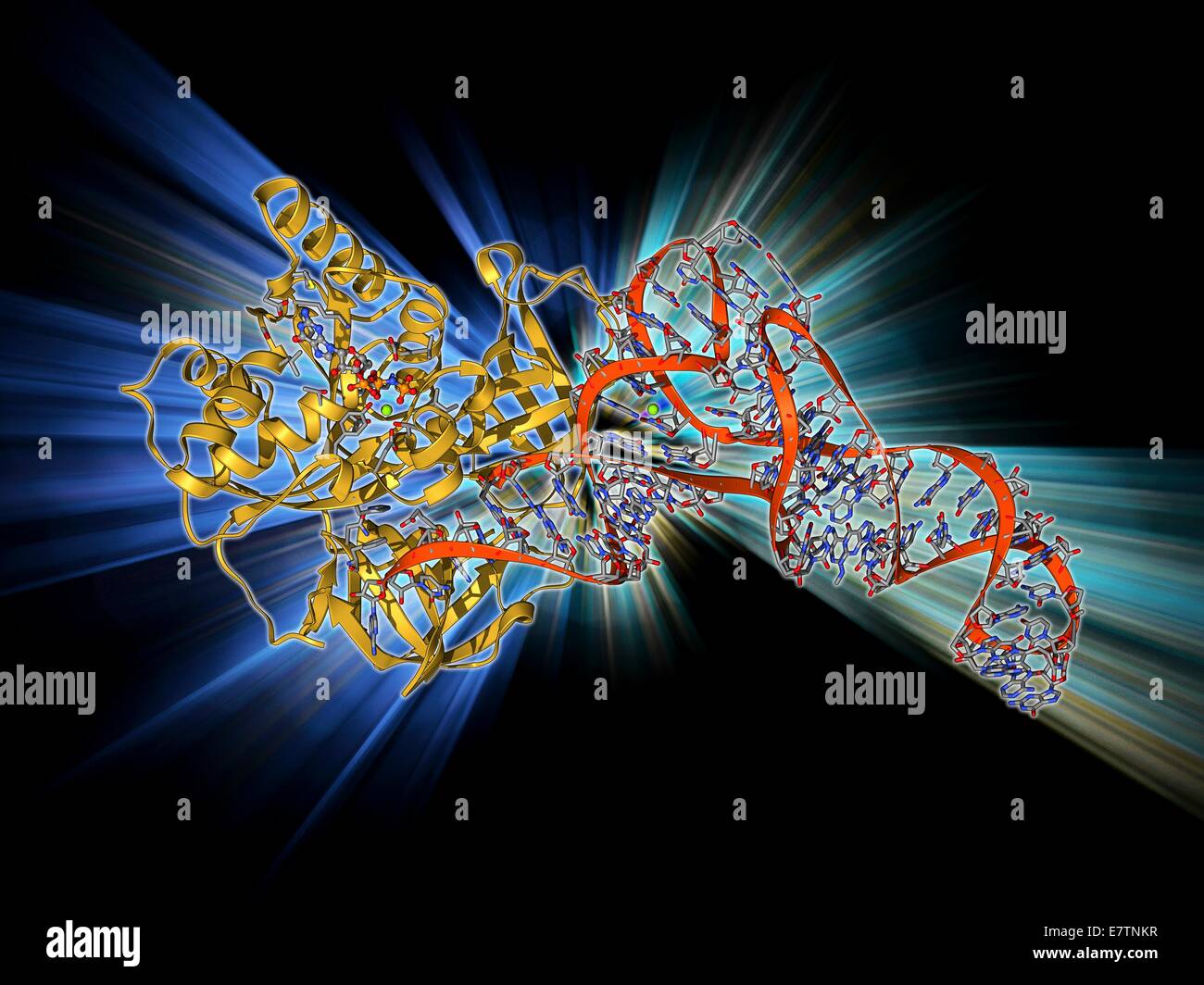 Elongation factor Tu bound to tRNA (transfer ribonucleic acid ...