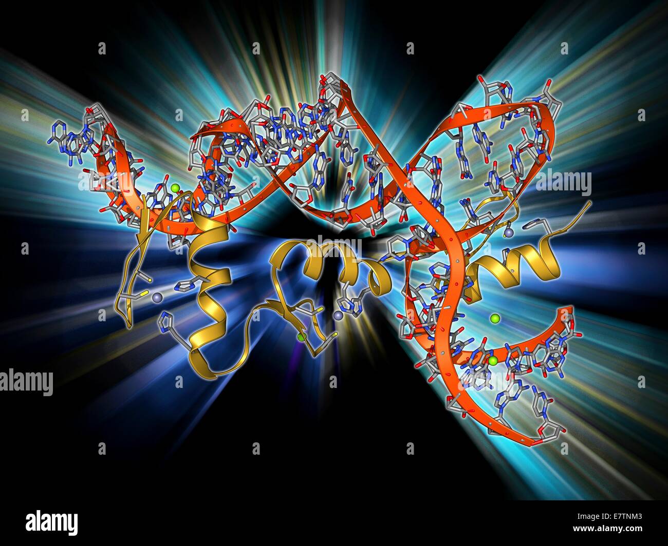 Rrna hi-res stock photography and images - Alamy