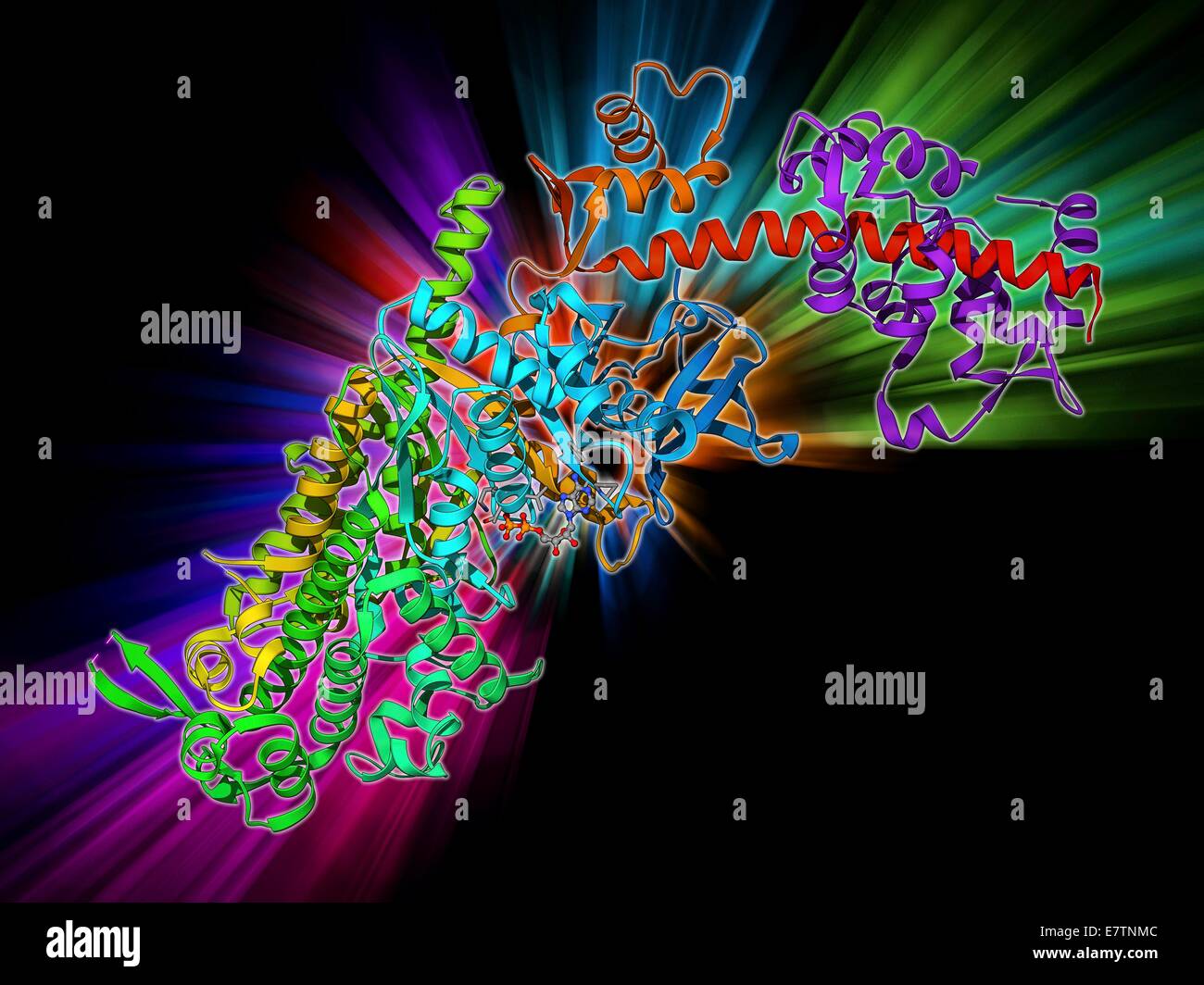 Molecular motor protein. Molecular model of a two-headed motor protein ...