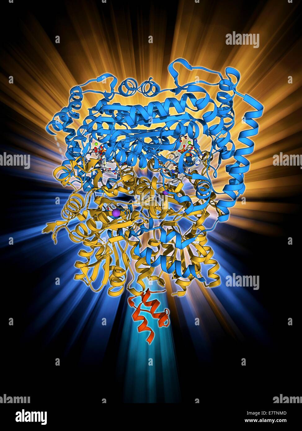 Pyruvate dehydrogenase (E1), molecular model. This enzyme converts ...