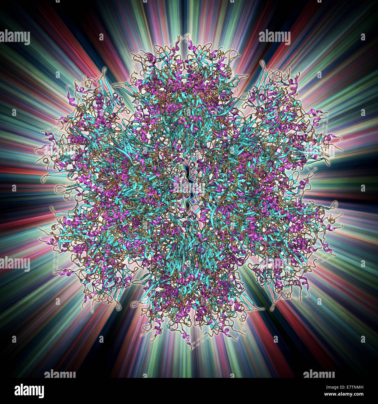 Adenovirus penton base protein, molecular model. This protein molecule ...