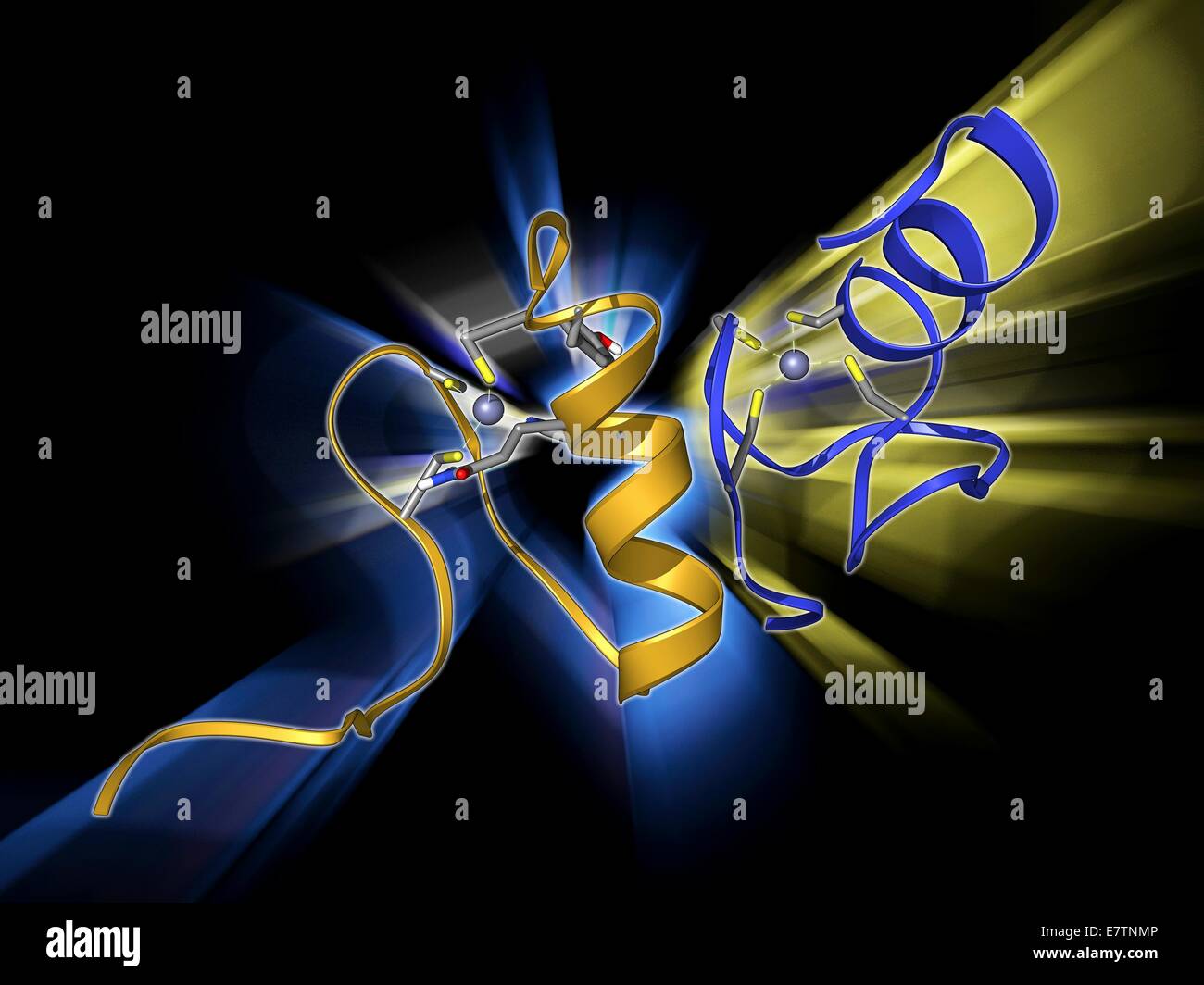 GATA transcription factor. Molecular model of the GATA transcription ...