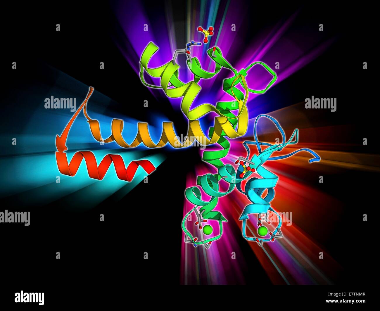 Programmed cell death protein 6, molecular model. This is a calcium ...