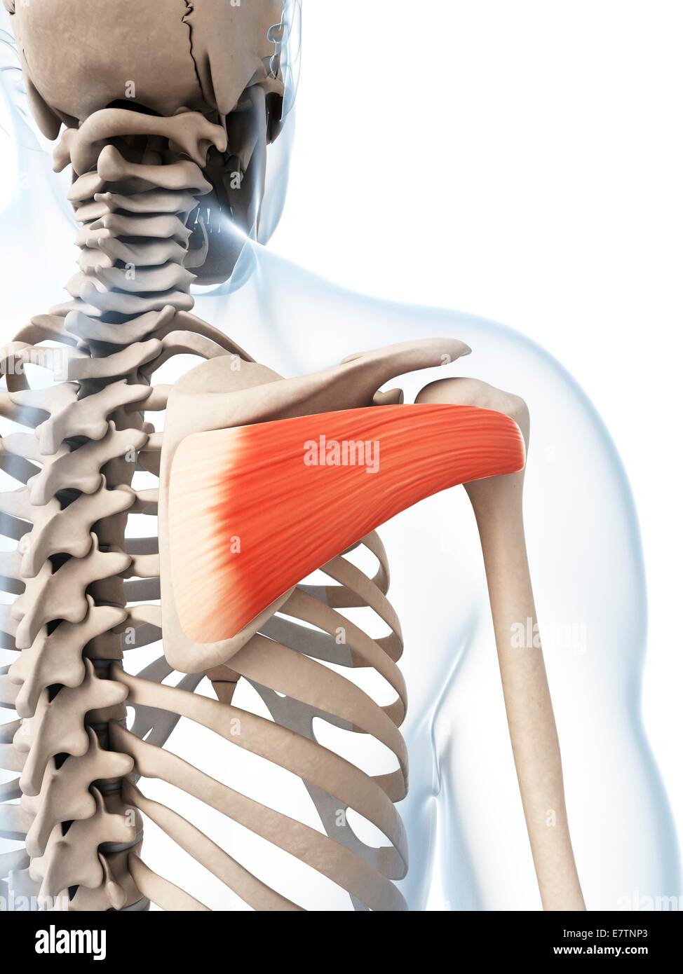 Human shoulder muscle, computer artwork Stock Photo - Alamy